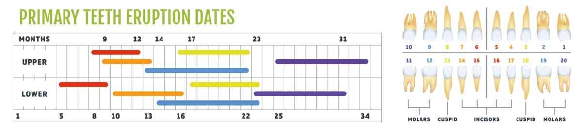 At what age do teeth come in and fall out | Clinique dentaire Charles ...
